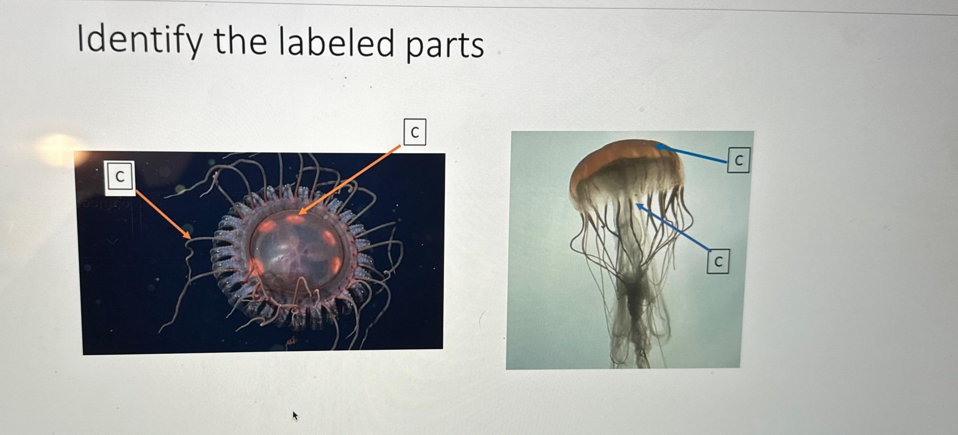 Solved Identify the labeled parts | Chegg.com