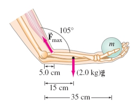 Solved The maximum mass m that a person can hold in a hand | Chegg.com