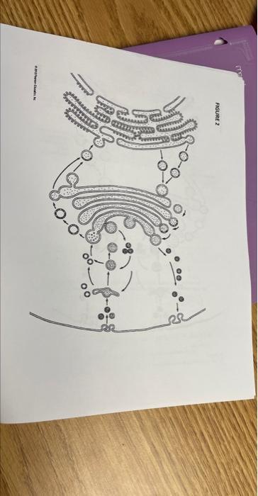 Solved A) You are labeling cell proteins with a radioactive | Chegg.com