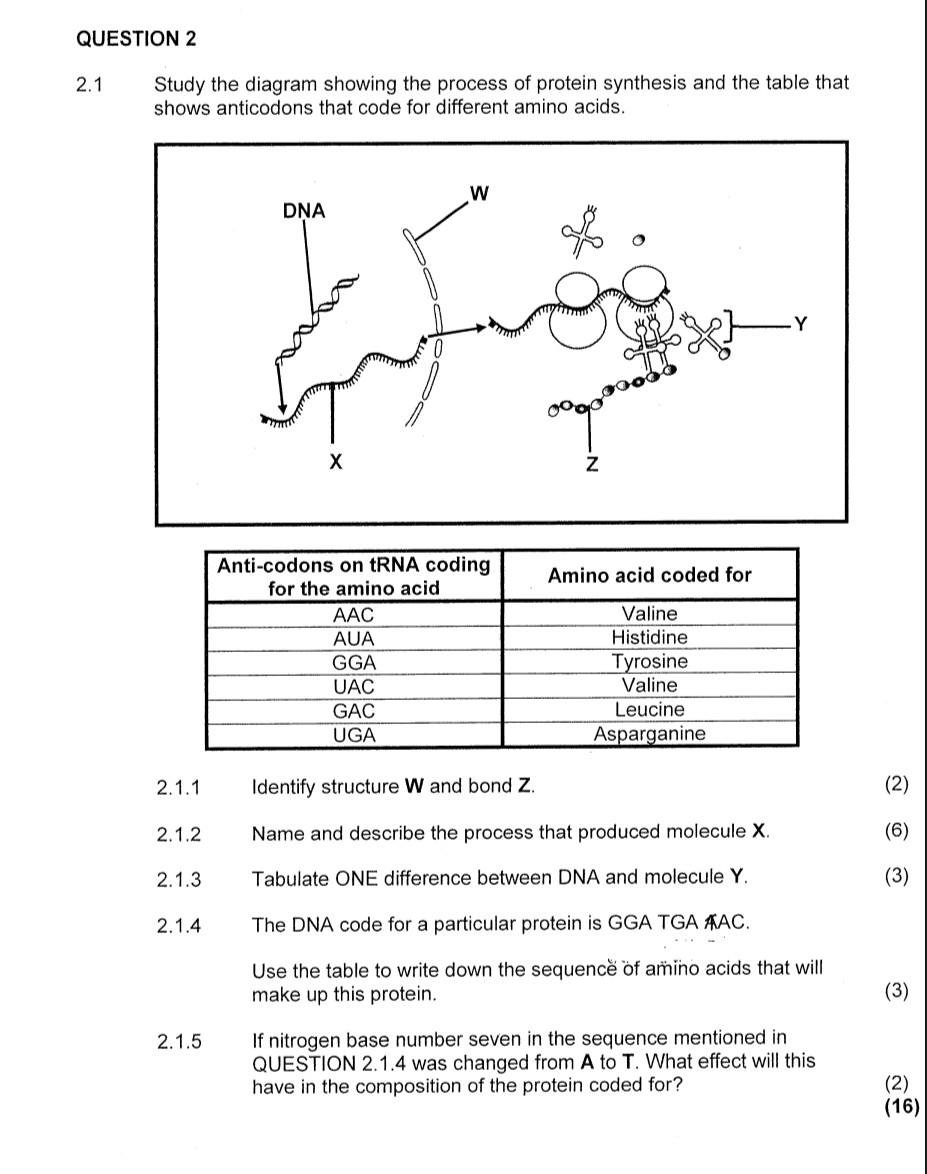 Solved Study the diagram showing the process of protein | Chegg.com