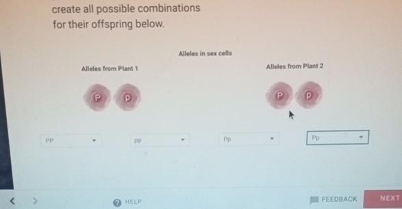 Solved create all possible combinations for their offspring | Chegg.com