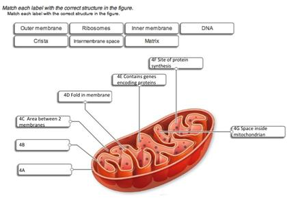 Solved Column preview 4a -outer membrane 4b -inner | Chegg.com