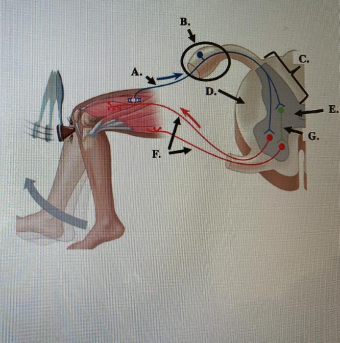 Solved PHOTO 1: Label the caudal vena cava, kidney, liver, | Chegg.com