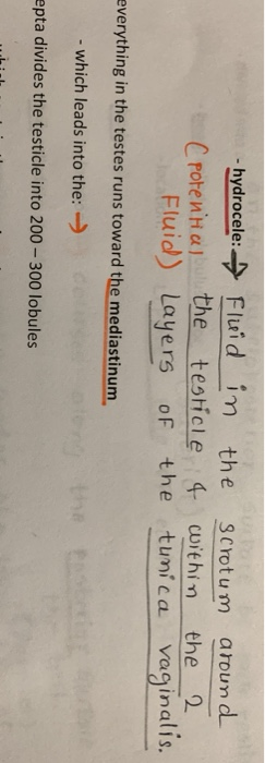 Solved verumontanum - define: -> is a longitudinal mucosal | Chegg.com