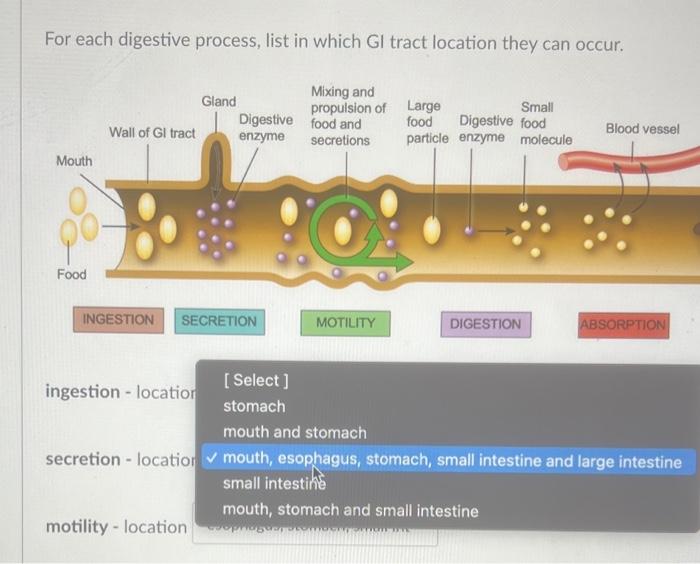 Solved For each digestive process, list in which GI tract | Chegg.com