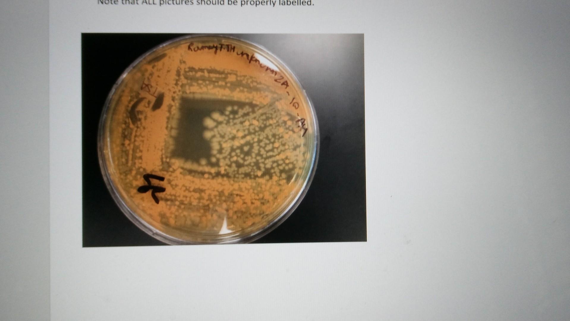 Ivote tnat ALL pictures should be properly | Chegg.com