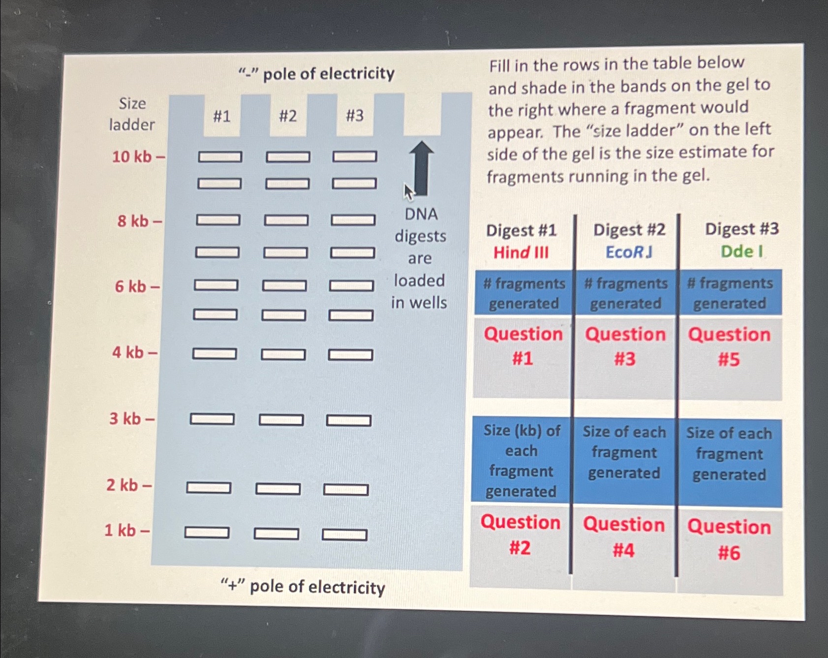 Solved AL number of fragments generated?NOTE: List your | Chegg.com