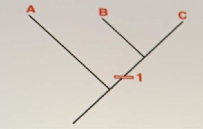 Solved this cladogram represents the three domains of life. | Chegg.com