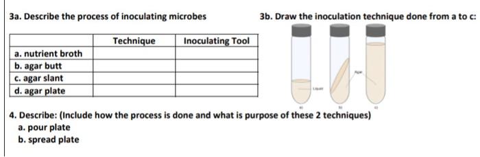 Solved 3a. Describe the process of inoculating microbes 3b. | Chegg.com