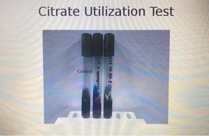 Solved 1. Obtain your two Simmons Citrate tubes from the | Chegg.com