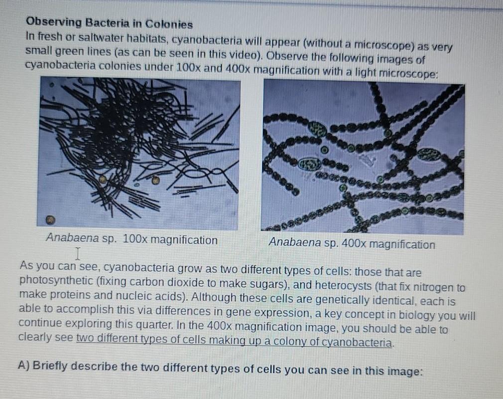 Bacterial Cells Under Microscope 400x