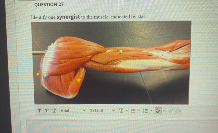 Solved QUESTION 27 Identify one synergist to the muscle | Chegg.com