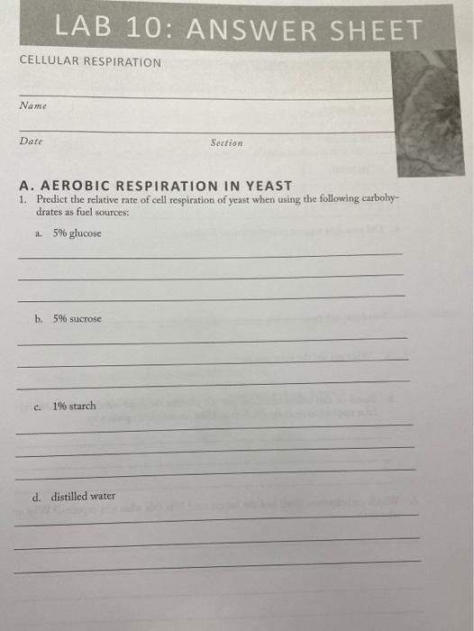 Solved LAB 10: ANSWER SHEET CELLULAR RESPIRATION Name Date | Chegg.com