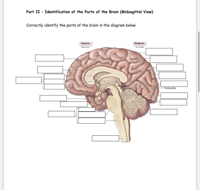 Solved Part II - Identification of the Parts of the Brain | Chegg.com
