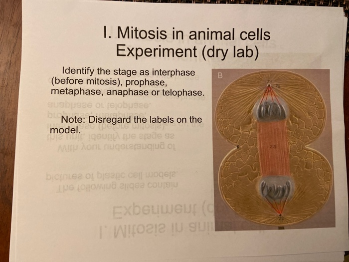 Solved I. Mitosis in animal cells Experiment (dry lab) | Chegg.com