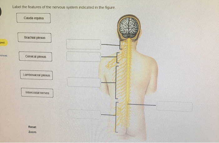 Solved Label the features of the nervous system indicated in | Chegg.com