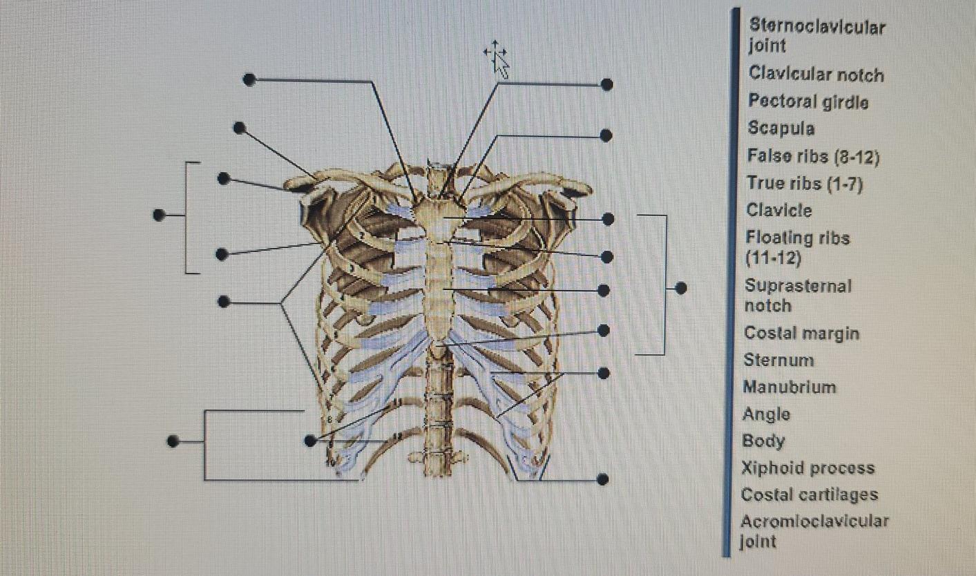 Solved Sternoclavicular joint Clavicular notch Pectoral | Chegg.com