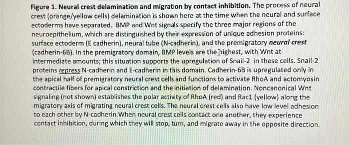 Solved Figure 2: Model of collective migration of neural | Chegg.com