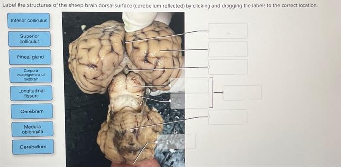 Label the structures of the sheep brain dorsal | Chegg.com