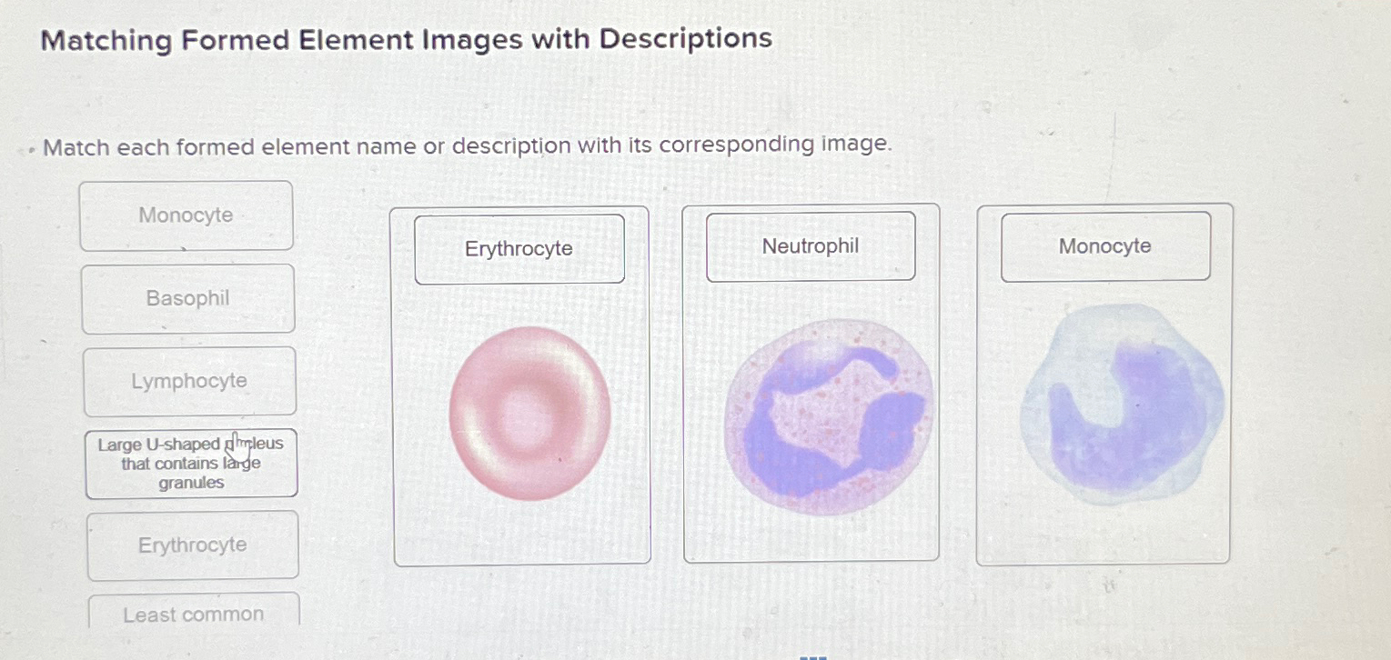 Solved Matching Formed Element Images with DescriptionsMatch | Chegg.com