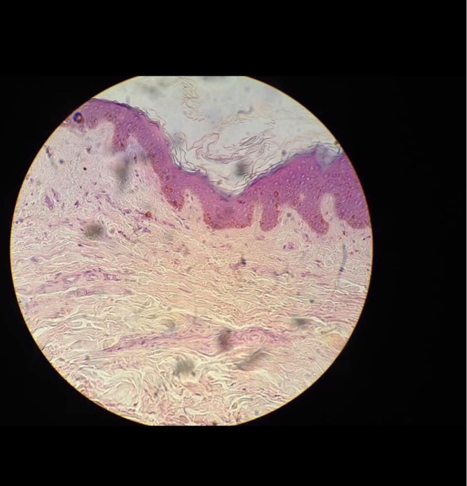 Dense Regular Connective (30) Draw a circle | Chegg.com