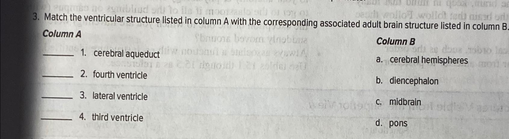 Solved Match the ventricular structure listed in column A | Chegg.com