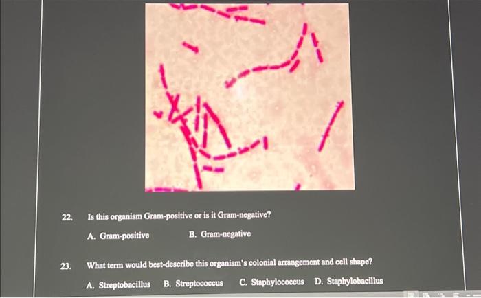 Solved 22. Is this organism Gram-positive or is it | Chegg.com