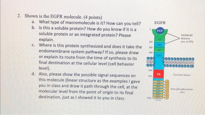 1. Shown below are the structures of the human EGF | Chegg.com