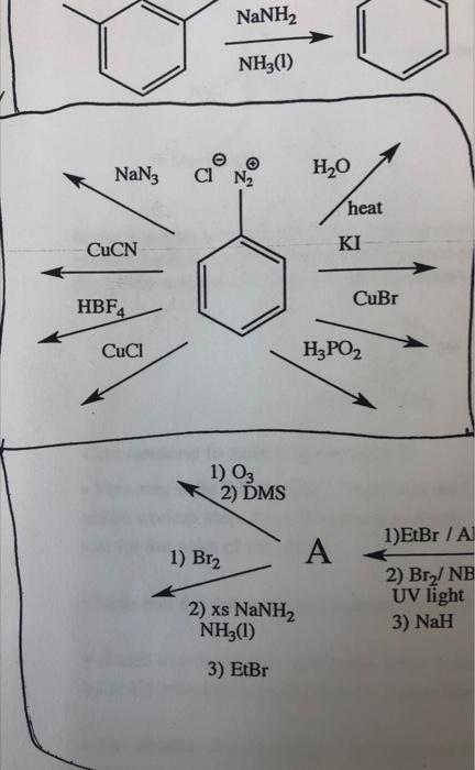 Solved NH3(l) NaNH2 heat 1) O3 2) DMS 1) Br2 A 2) Br2/NB 2) | Chegg.com