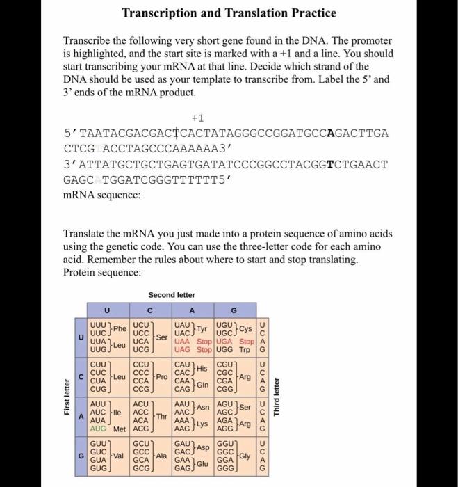 Solved Transcription and Translation Practice Transcribe the | Chegg.com