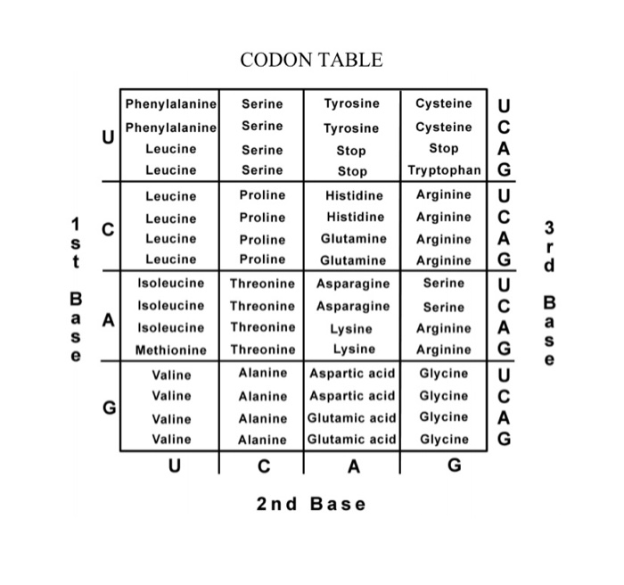 Solved Protein Synthesis Worksheet Directions: 1" Fill in | Chegg.com