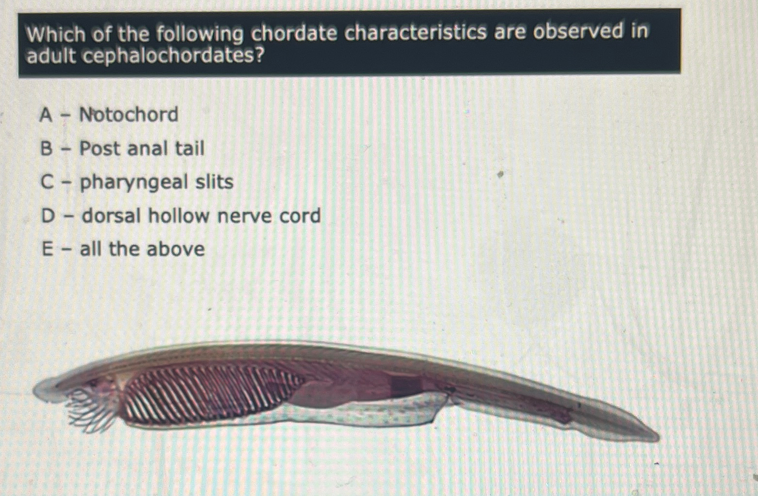 Solved Which of the following chordate characteristics are | Chegg.com