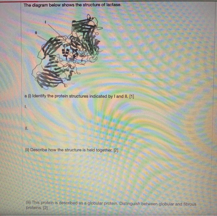 Solved The diagram below shows the structure of lactase. a) | Chegg.com