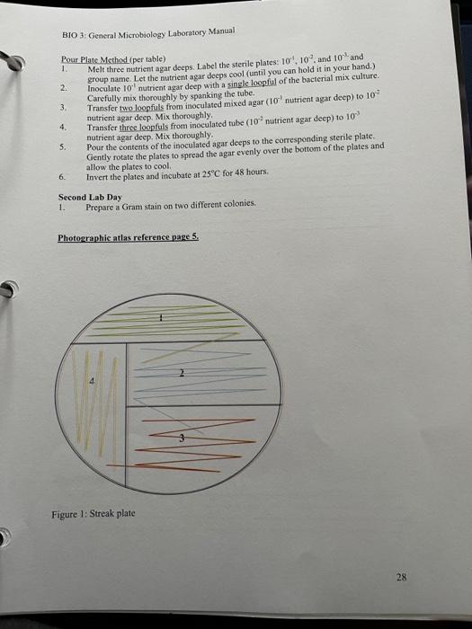 Solved Procedure: Streak Plate Method (each student) 1. | Chegg.com