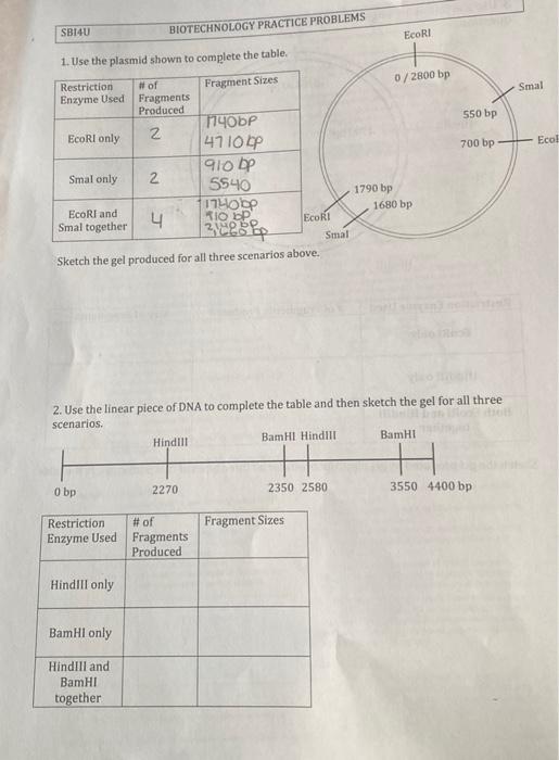 Solved BIOTECHNOLOGY PRACTICE PROBLEMS SBI4U 1. Use the | Chegg.com