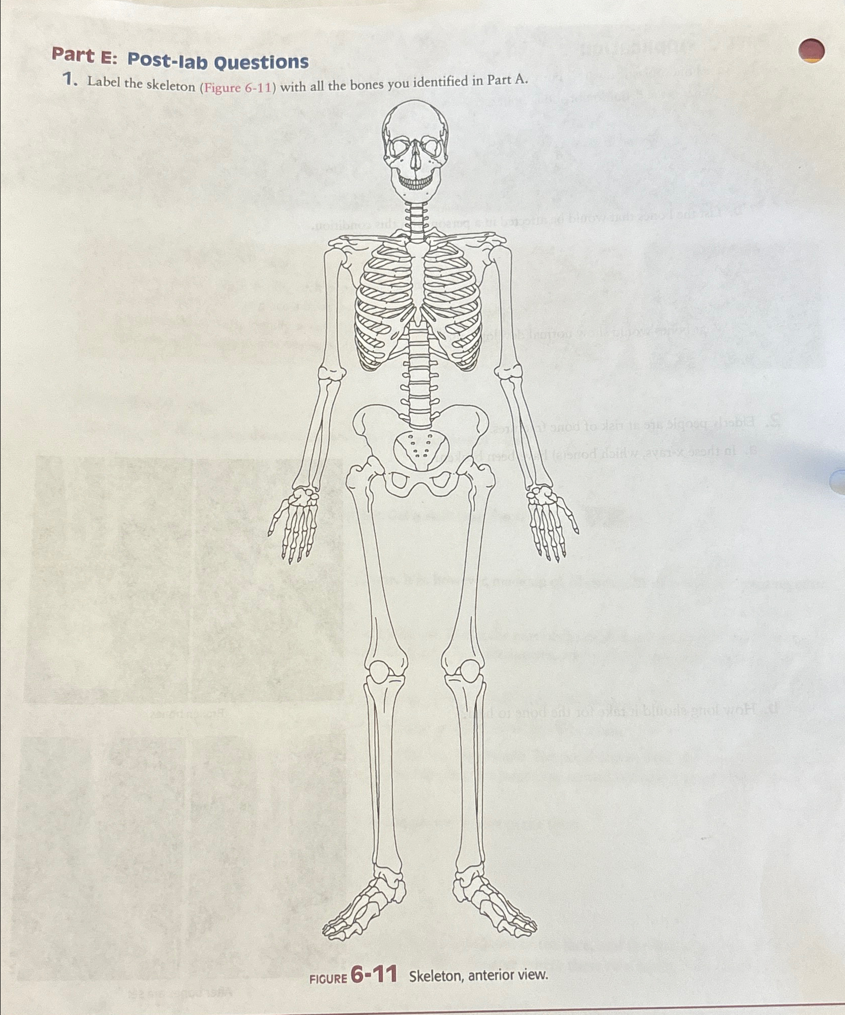Part E: Post-lab QuestionsLabel the skeleton (Figure | Chegg.com