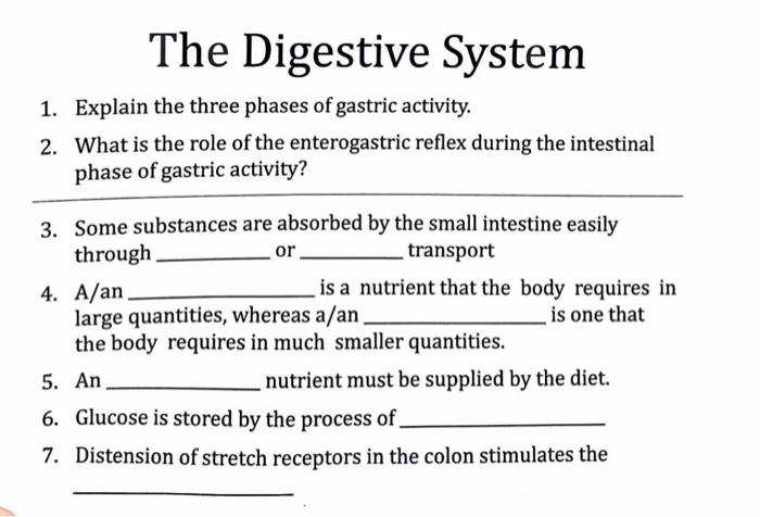 The Digestive System 1. Explain the three phases of | Chegg.com