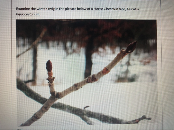 Solved Examine the winter twig in the picture below of a | Chegg.com