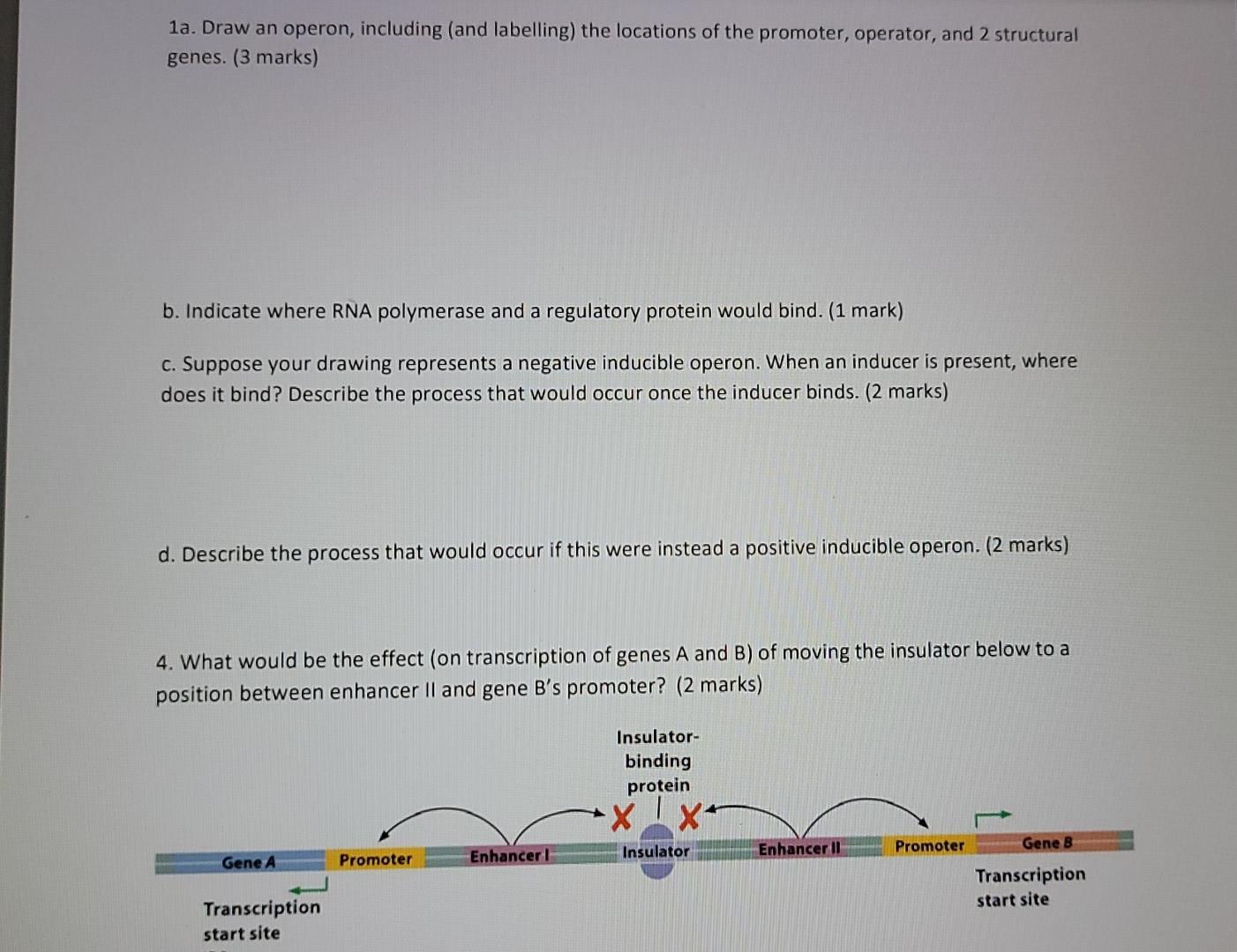 Solved 1a. Draw an operon, including (and labelling) the | Chegg.com