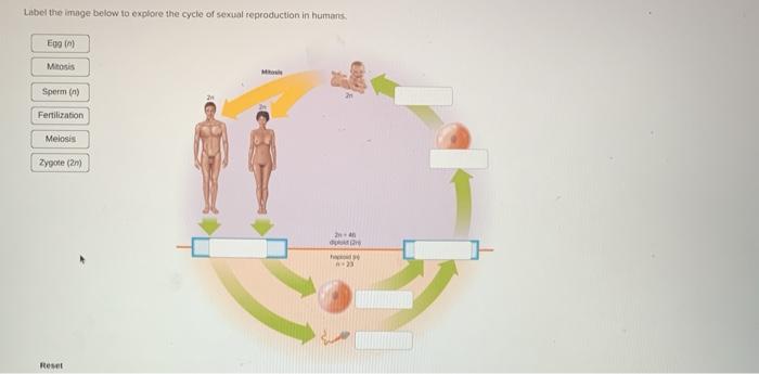 Solved Label the image below to explore the cycle of sexual | Chegg.com