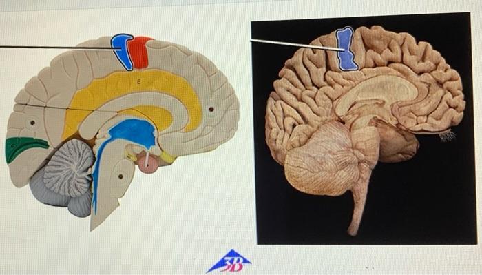 Solved Which structure is highlighted and indicated by | Chegg.com