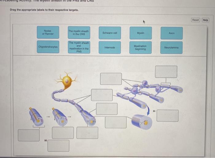 Solved Drag the appropriate labels to their respective | Chegg.com