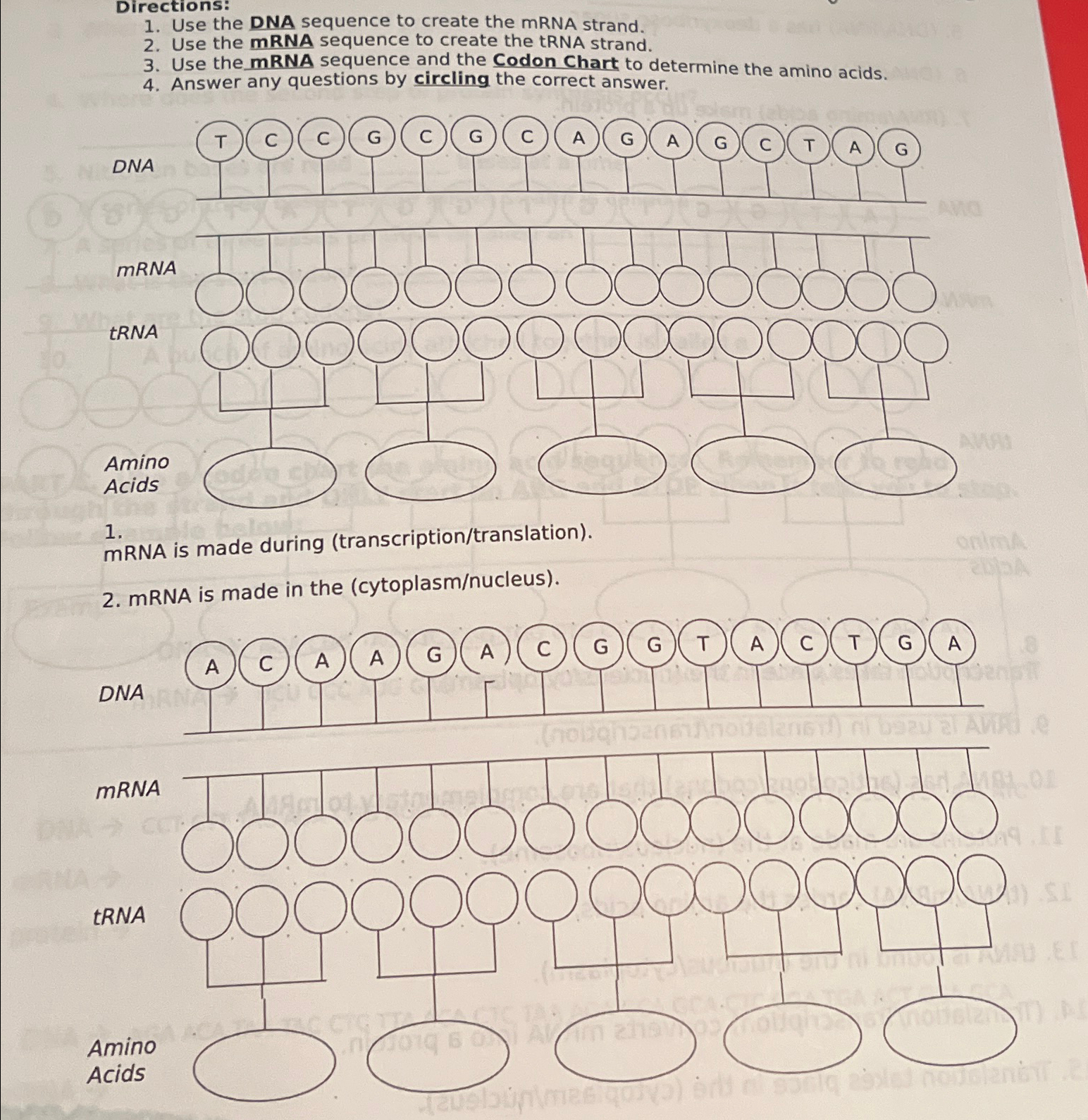 Solved Directions:Use the DNA sequence to create the mRNA | Chegg.com