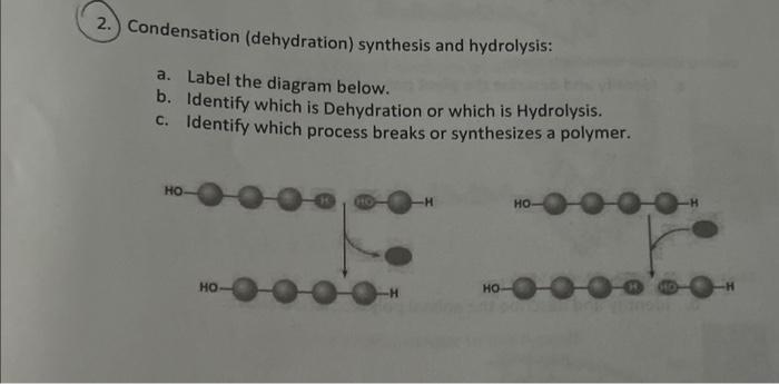 Solved 2. Condensation (dehydration) synthesis and | Chegg.com