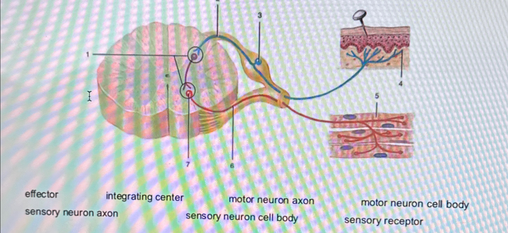 effectorintegrating centermotor neuron axonmotor | Chegg.com