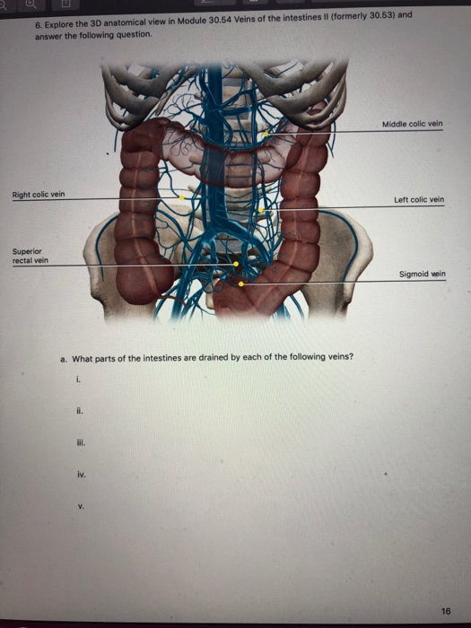 Solved 6. Explore the 3D anatomical view in Module 30.54 | Chegg.com