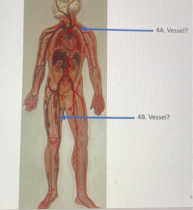 Solved 4A. Vessel? 4B. Vessel? | Chegg.com