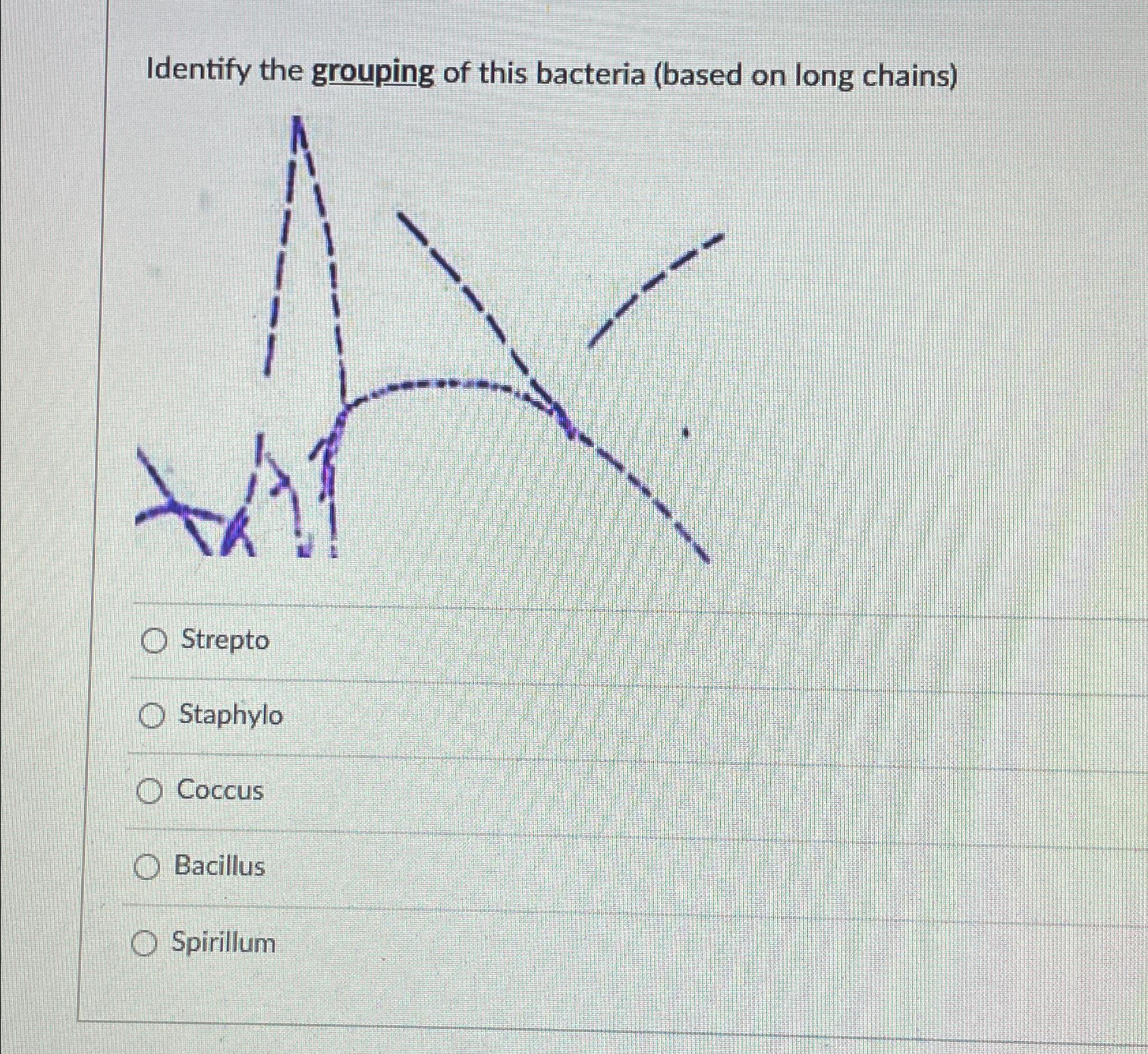 Solved Identify the grouping of this bacteria (based on long | Chegg.com