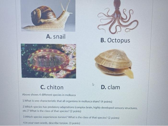 Solved A. snail B. Octopus C. chiton D. clam Above shows 4 | Chegg.com
