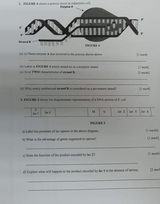 Solved 2. FIGURE 4 shows a process occur in eukaryotic cell | Chegg.com